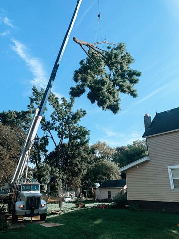 L. Moore Tree Service - Tree Removal, Tree Trimming